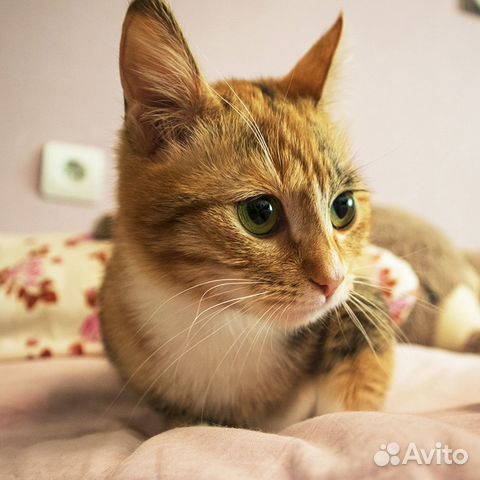 Ещё маленькая, но уже дважды преданная (+видео)