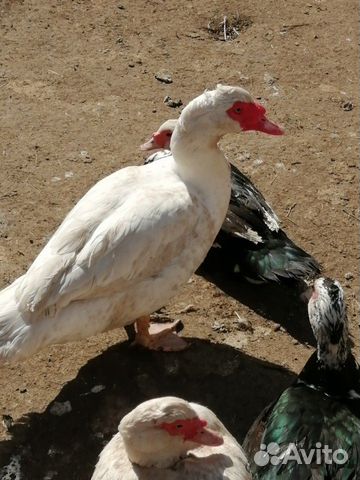 Утки (индоутки, подсадные дикие)