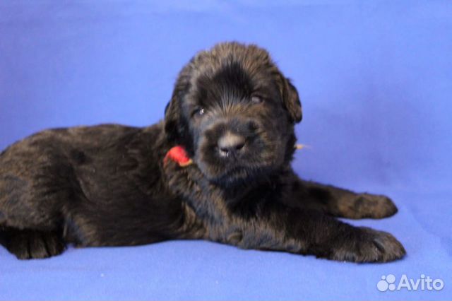 Щенки ризеншнауцера