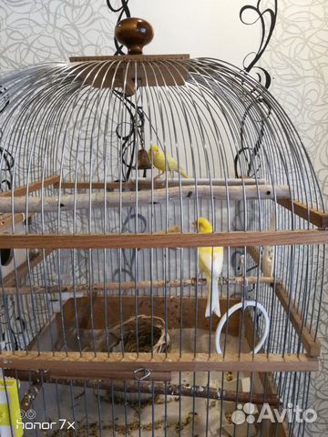 Продам Кенаря