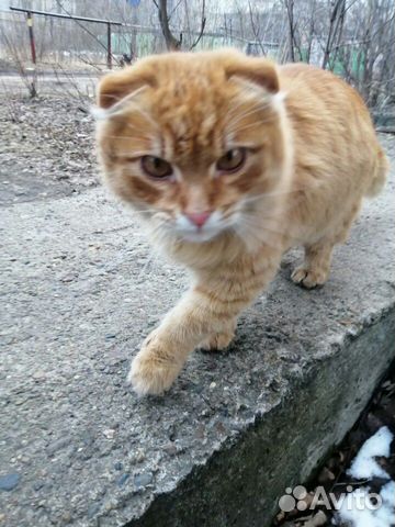 Рыжий котик