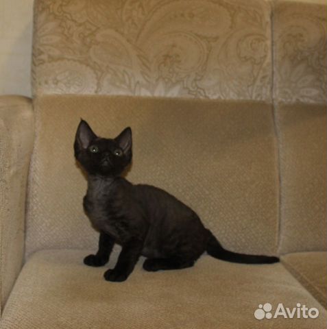 Черный ушастый оберег Девоншир