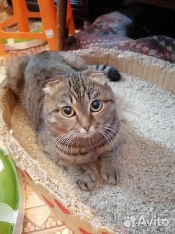 Котик Тишка
