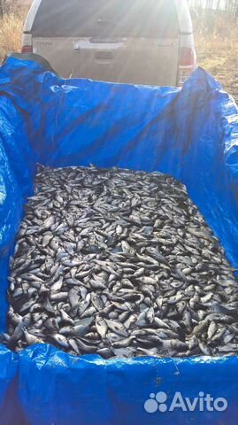 Малёк карпа