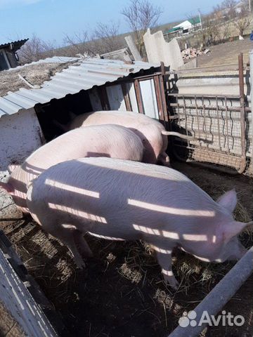 Продам домашних свиней