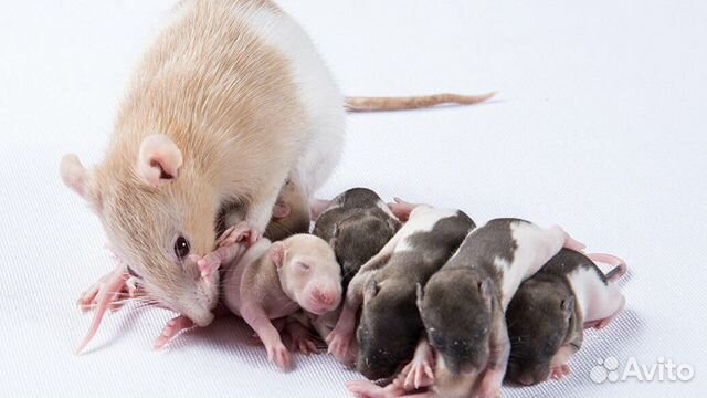 Крысята