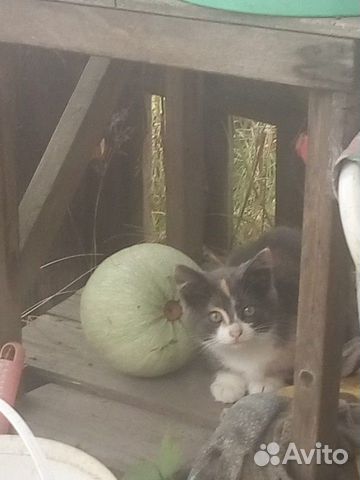 Кошка Глаша и её котята в добрые руки