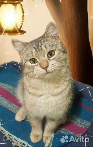 Котик Проша