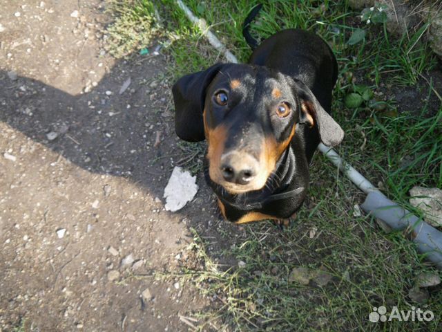 Ищем девочку для вязки