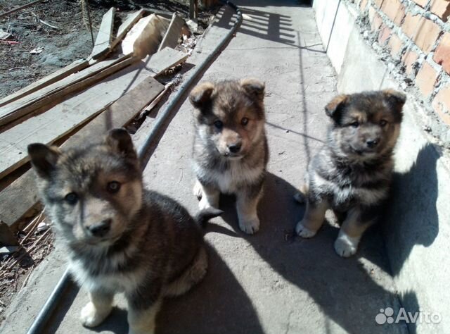 Щенки смесь маламута и лайки