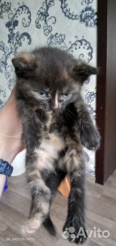 Отдам котят бесплатно