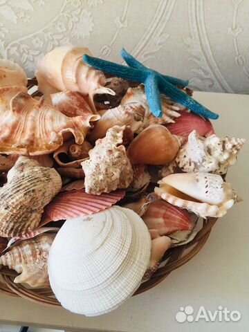 Раковины и ракушки морские для аквариума