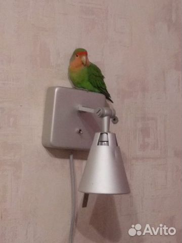 Найден попугай