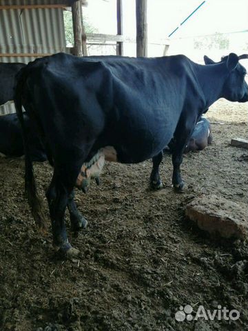 Продаются коровы