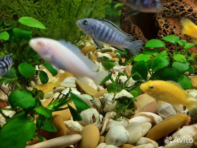 Хищная рыба