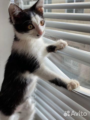 Бусинка, 1,5 -2 месяца