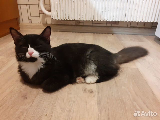 Озорной котёнок Мистер Скит. 5 месяцев. В дар