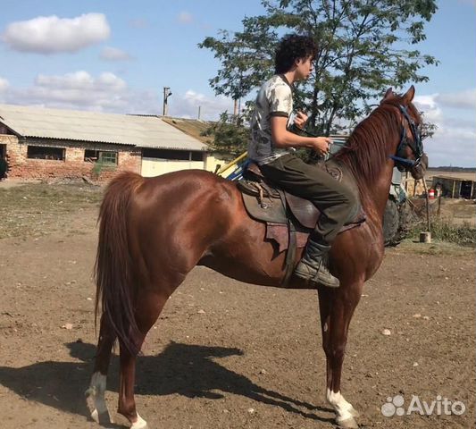 Англичанин