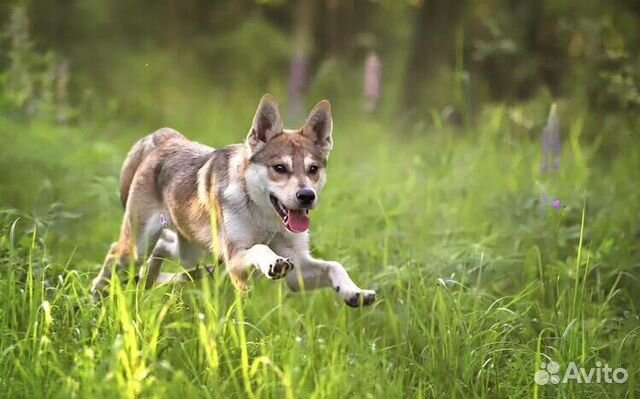 Волчонок Кай хаски в дар