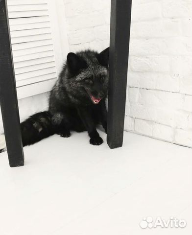 Фотосессия с домашними лисами