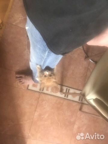 Майн кун бесплатно