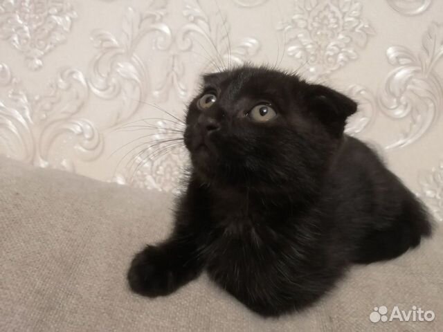 Котенок