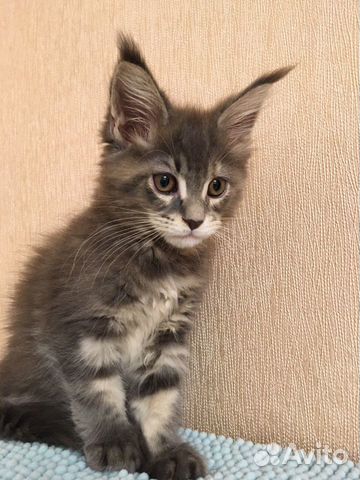 Питомник предлагает кошечку