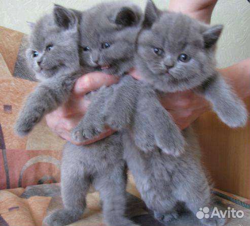 Британские тяжеловесы