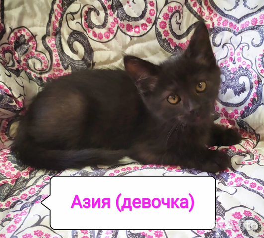 Полпланеты кошачьего счастья - разбирайте