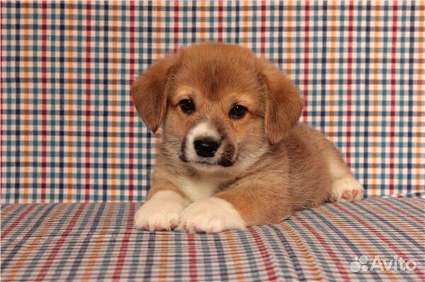 Вельш Корги мальчишки