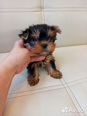 Кукольный мальчик йорик 2 мес