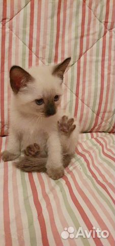 Тайские котята (меконгский бобтейл )