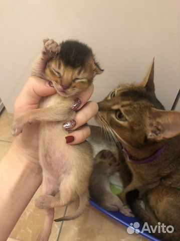 Абиссинские котята