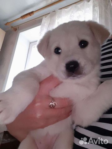 Лабрадорчик