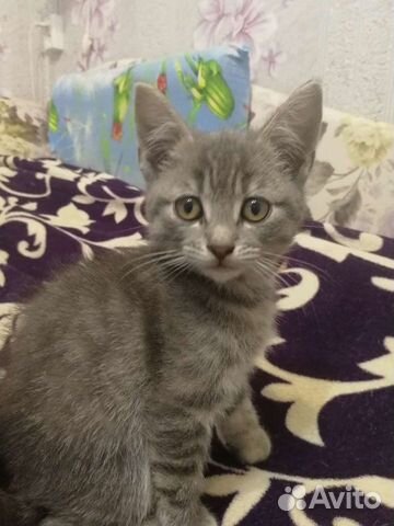 Очаровательные малыши от мамы Британки