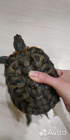 Черепаха
