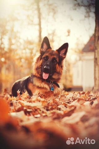 Приму щенка Чисто немецкой овчарки