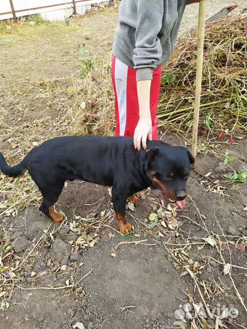 Ротвейлер для вязки мальчик 3 года