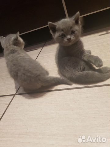 Плюшевые котятки