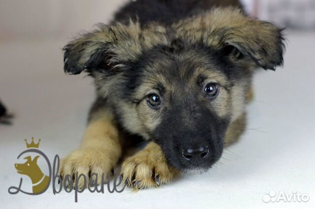 Щенок Лана в добрые руки