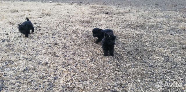 Щенки пастушки