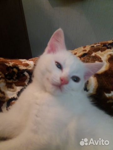 Белоснежка девочка