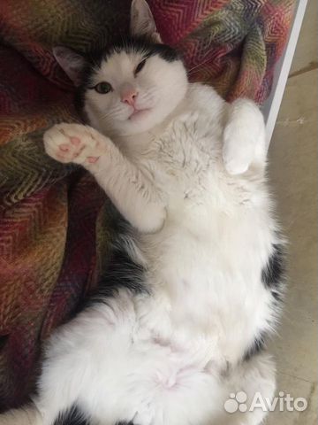 Кот молодой бесплатно