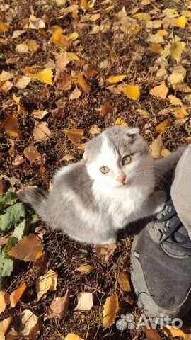 Котята полубританские