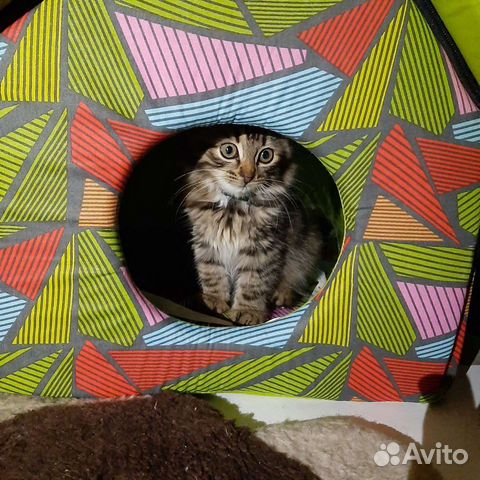 Ласковый и игривый котенок, игрушки для котенка