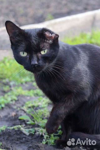 Милая кошечка Ушко, 6 месяцев. Привезём