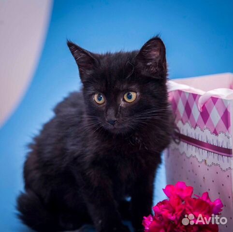 Черная кошечка 3 месяца