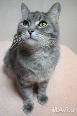 Кошка Эшли 2 года ищет дом