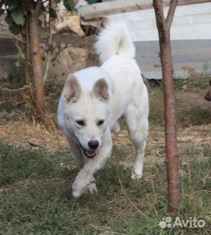 Беляш в добрые руки