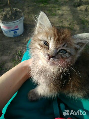 Самый ласковый пушистый котенок ищет дом